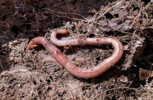 How Do You Rig An Earthworm? (Here’s What You Need To Know) – Goenthusiast