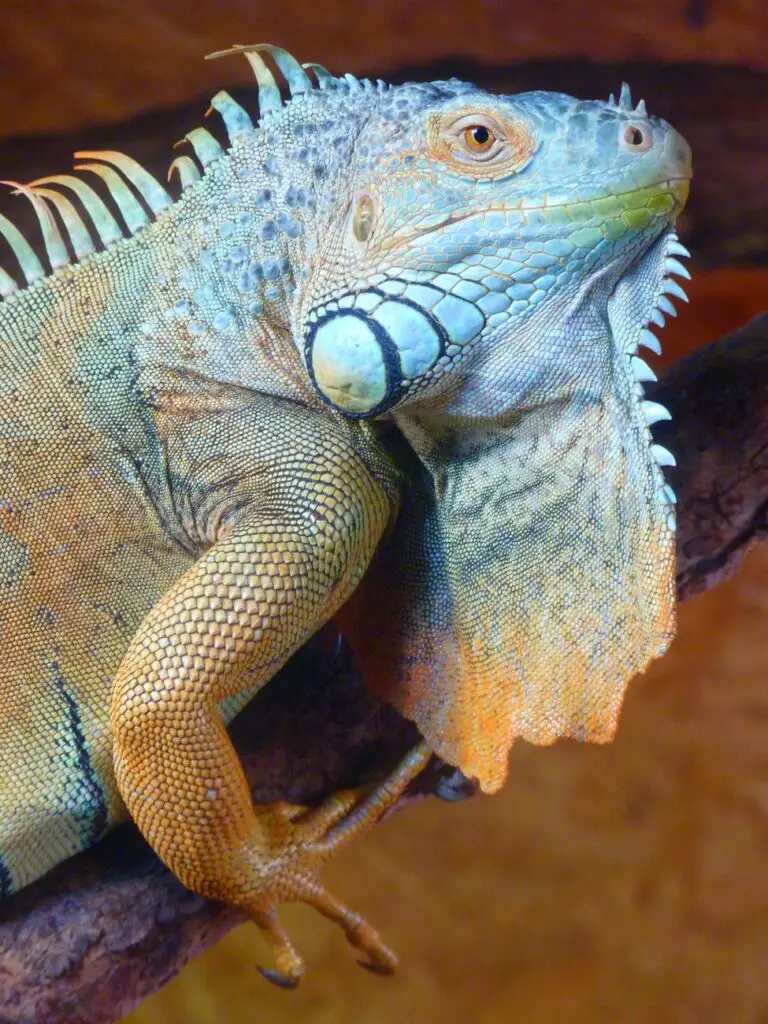 Hunting Iguanas In Puerto Rico (What You Should Know) – Goenthusiast
