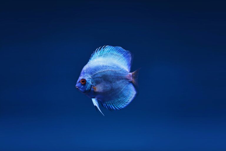 Do Fish Go Deeper When It Cold Explained Goenthusiast
