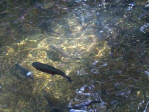 What Is The Biggest Rainbow Trout Ever Caught? – Goenthusiast