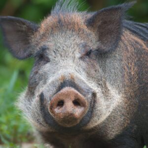 Hunting Feral Hog In Arizona: A Thrilling Pursuit! – Goenthusiast