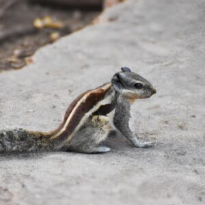 Hunting Squirrel In Alabama: An Expert’s Guide! – Goenthusiast